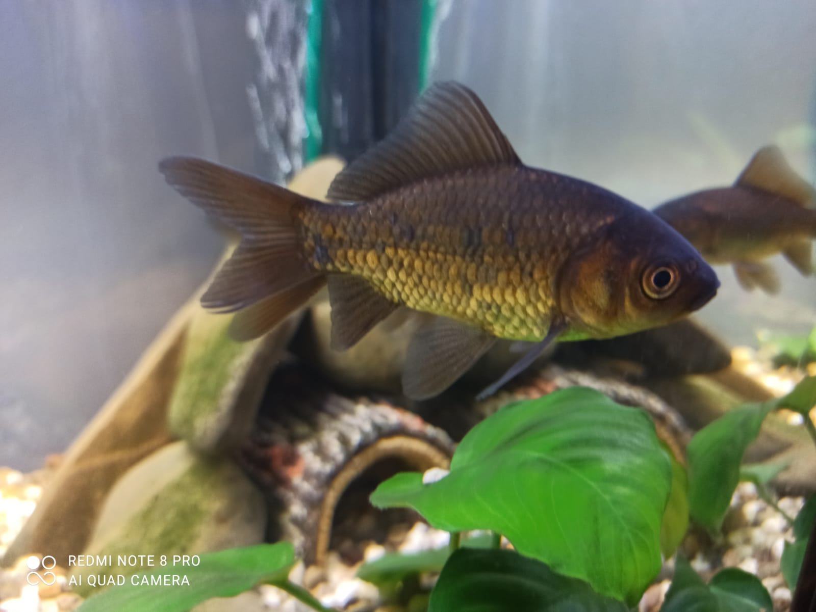 Zlatne ribice-crne boje