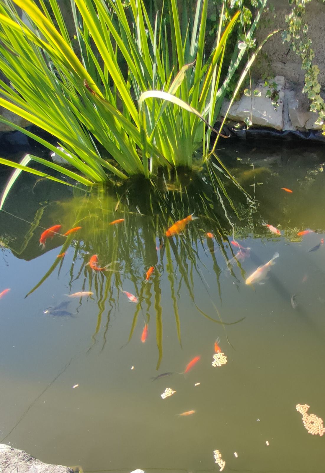 Zlatne ribice, Karasi