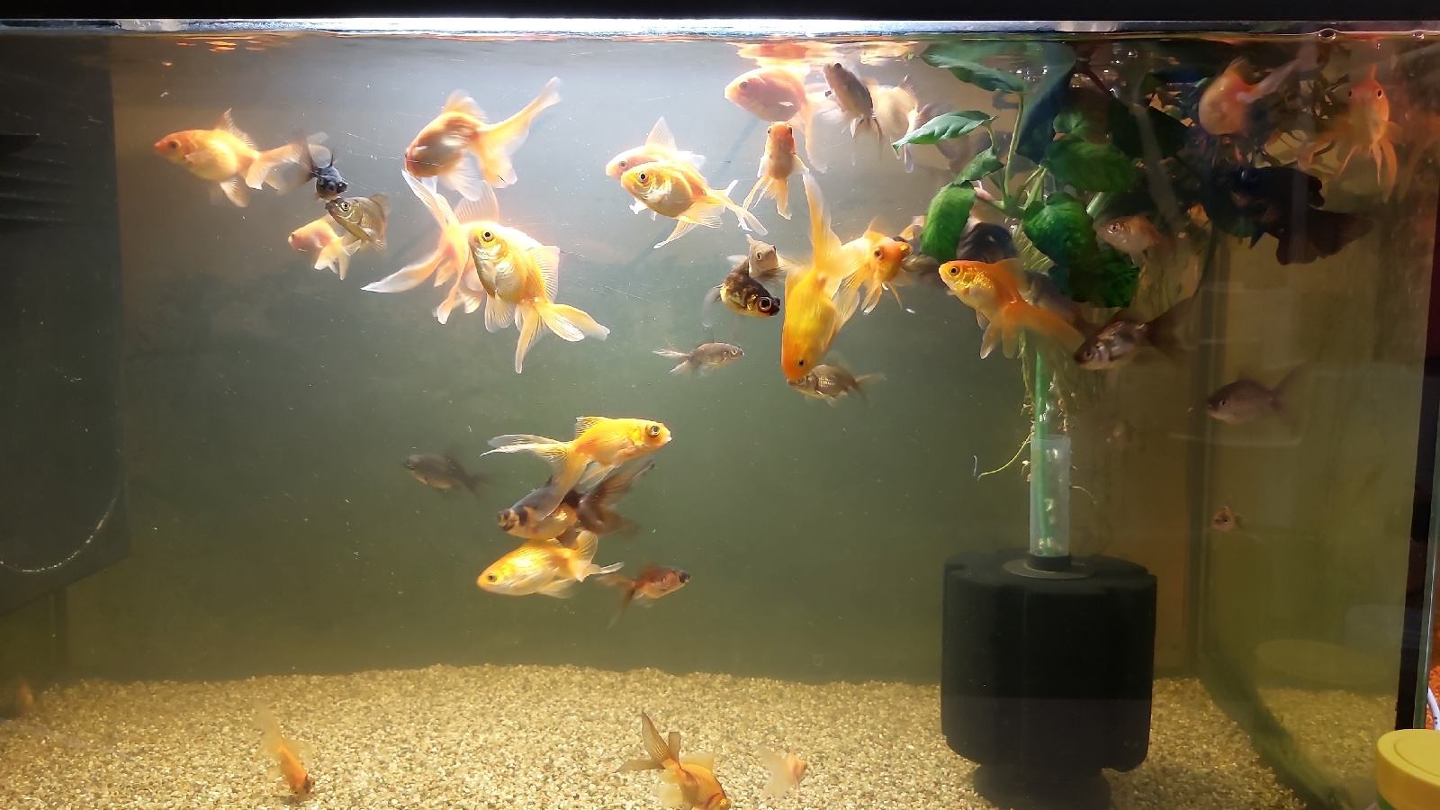 zlatne ribice pajcolanke