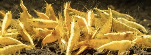 Žute akvarijske kozice