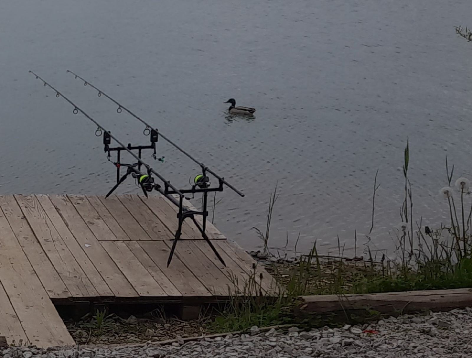 Alpha rod pod Prowess