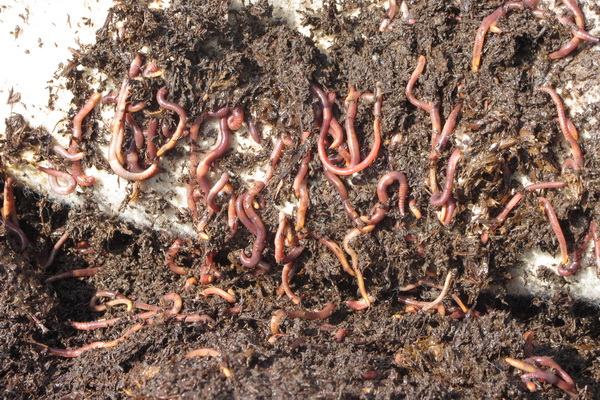 Kalifornijske gliste leglo - 3x50L s dostavom