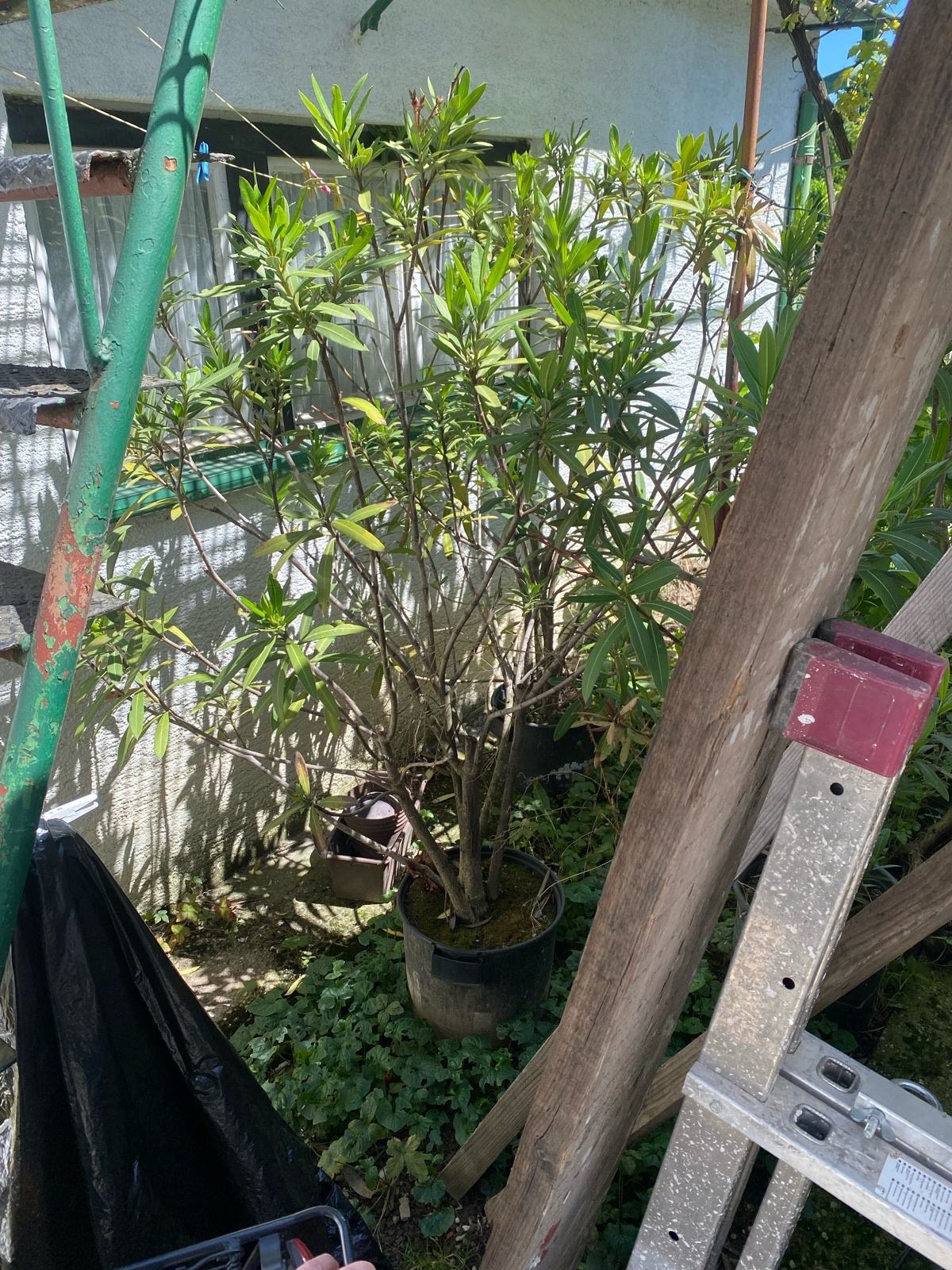 Oleandara, 1,8m visok