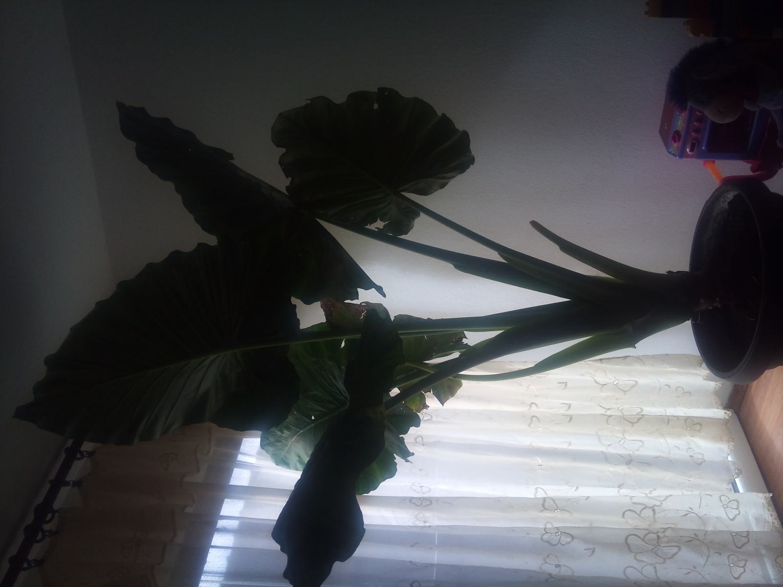 adami poklanjamo jednoga veceg uz kupnju jednog drugog adama