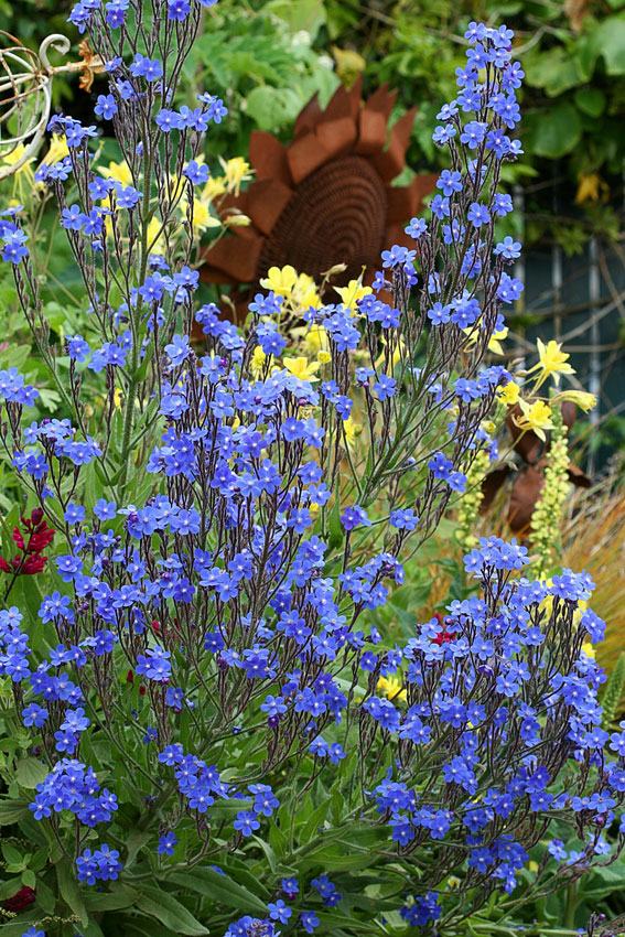 Anchusa Azurea / SADNICE