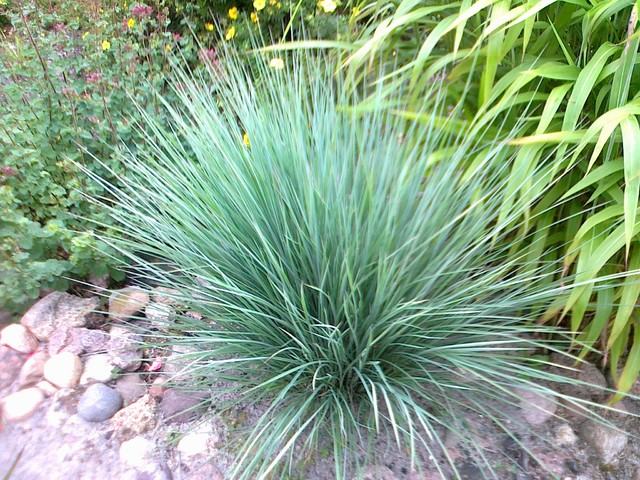 Andropogon Prairie Blue / SADNICE