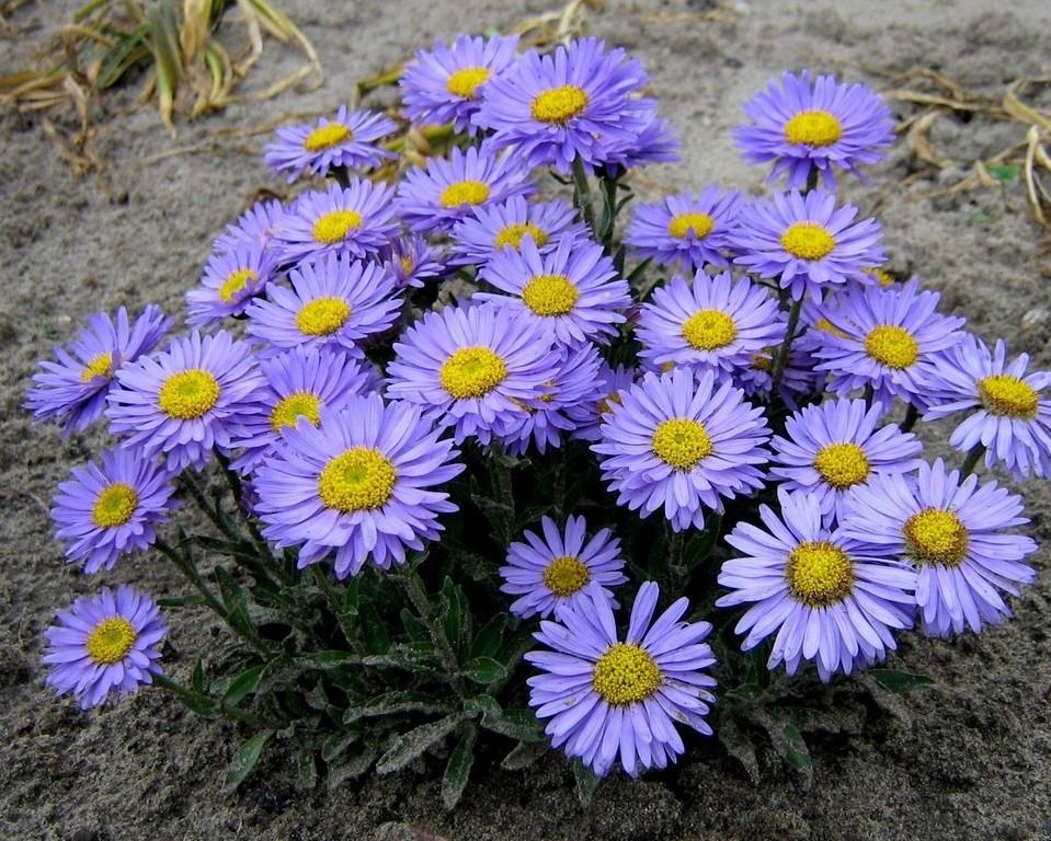 Aster Alpinus Goliath / Sjeme
