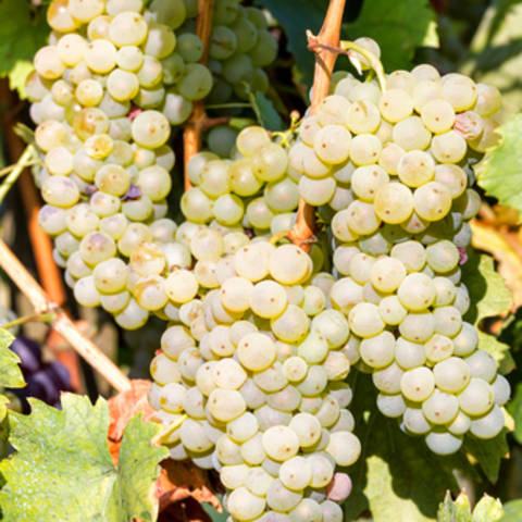 Bijelo grožđe 2kn/kg - Klanjec OSTALO JOŠ 500 kg