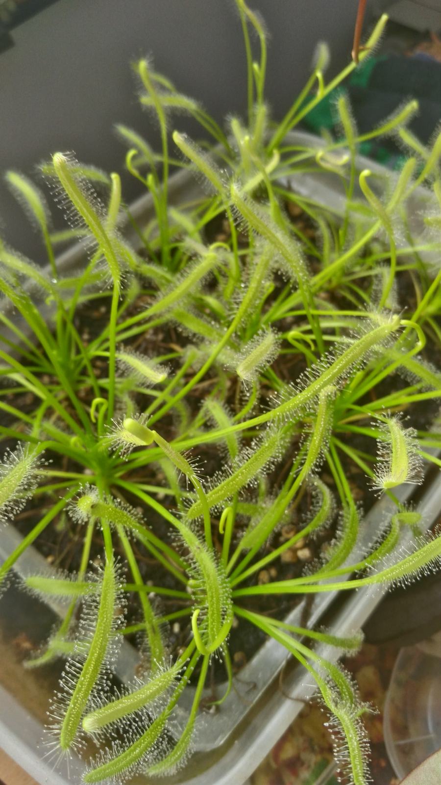 Biljka mesožderka / Južnoafrička rosika / Drosera capensis var. alba