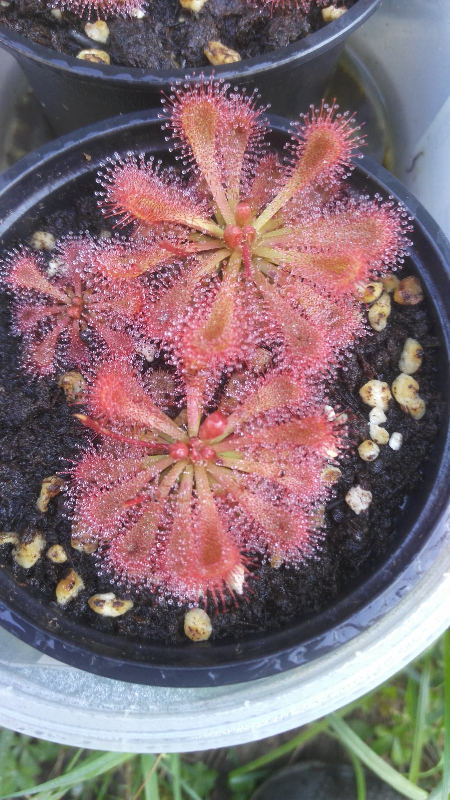 Biljka mesožderka / Rosika / Drosera spatulata