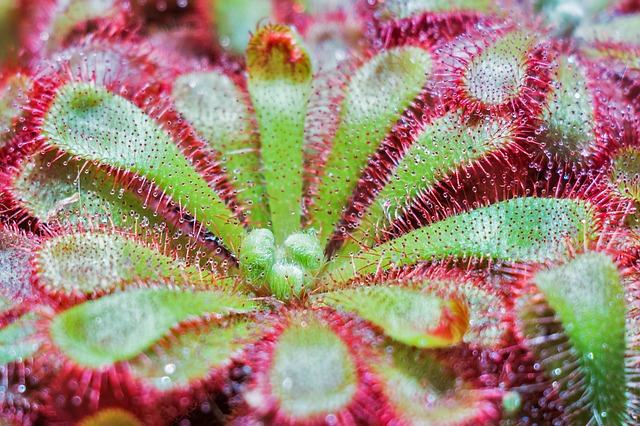 Biljka mesožderka / Širokolisna rosika / Drosera aliciae