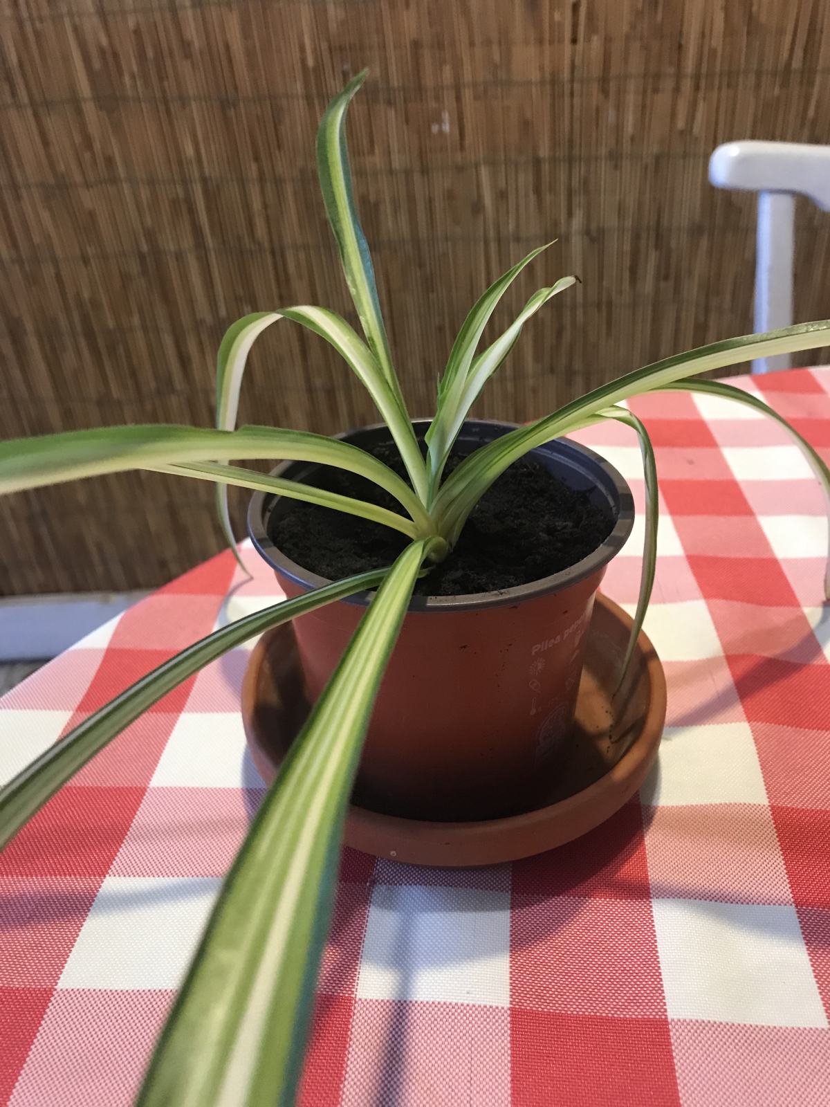 Biljka Spider plant “chlorophytum”