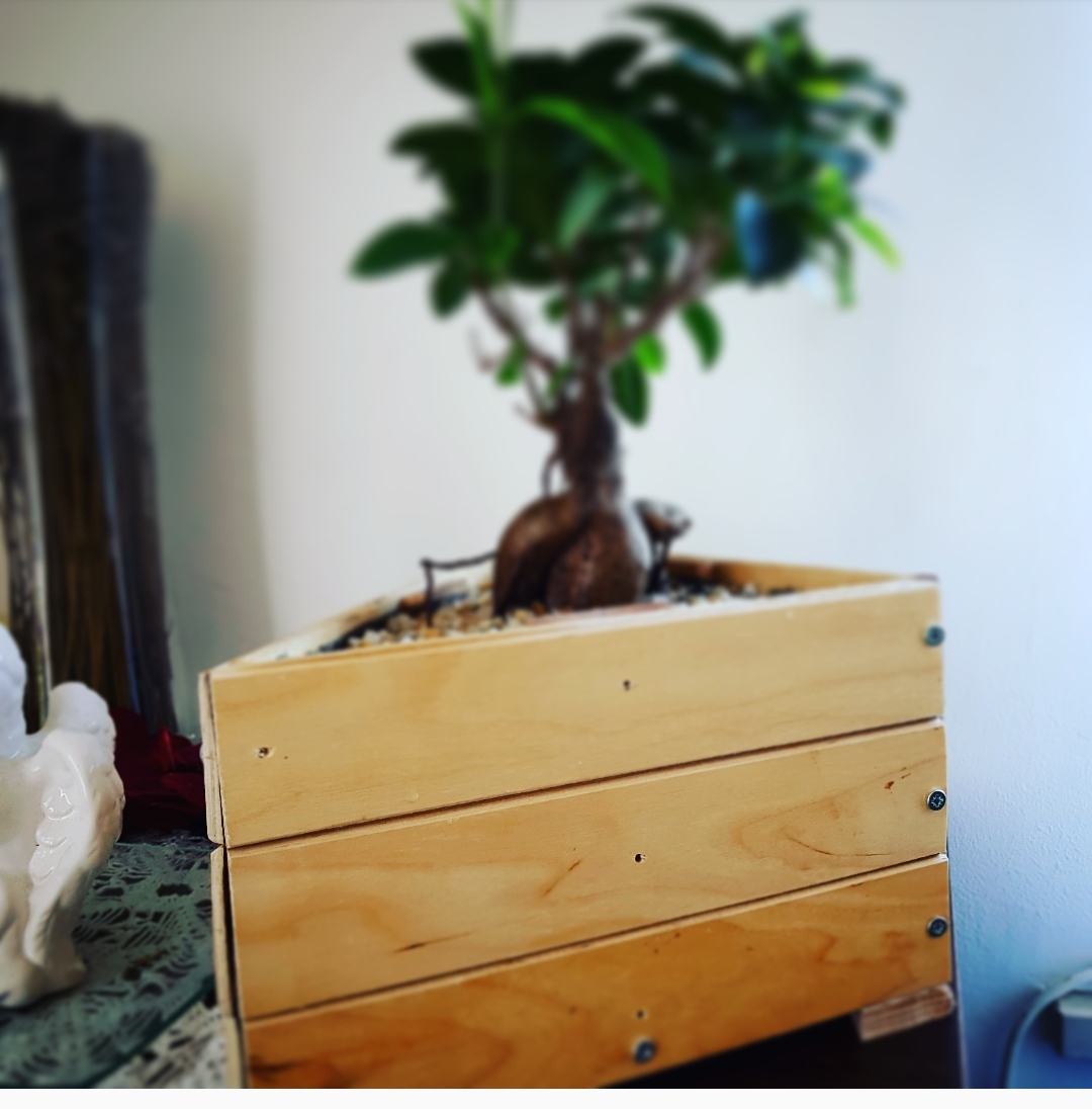 BONSAI BONZAI DRVO FICUS MICROCARPA GINSEG IKEA