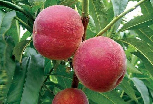 Breskva Springcrest - sadnice