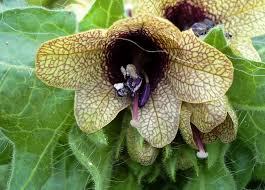 Bunika Hyoscyamus niger 20 sjemenki