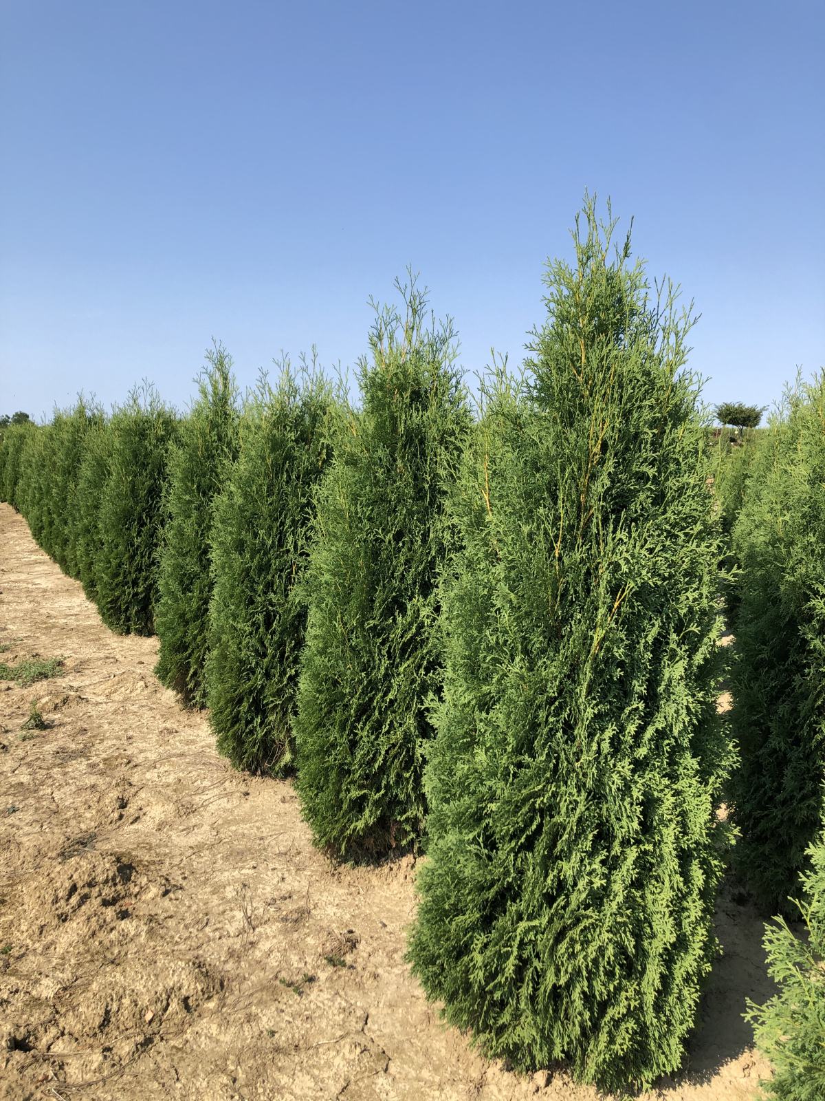 TUJA TISA ČEMPRES 200-220 cm