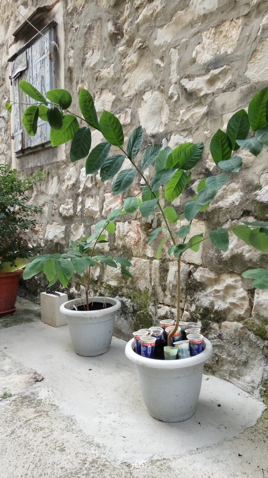 CHERIMOYA / CHIRIMOYA / Annona cherimola / ŠEĆERNA JABUKA SADNICE