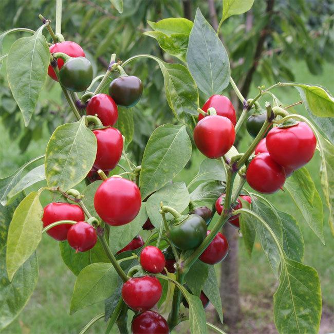 Chili / Satans Kiss / Sjeme