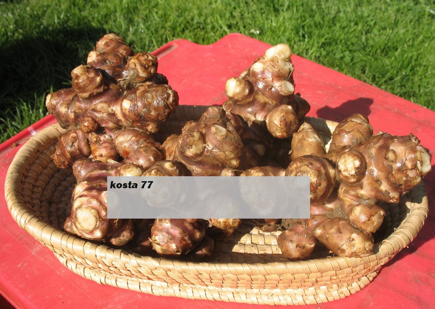 Čičoka- čičoke + gratis upute i 14 recepata- 8 kn/ 1 kg-VŽ
