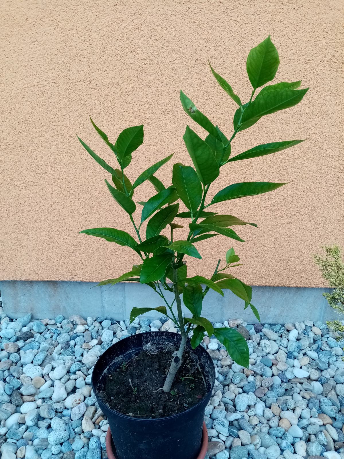 Cijepljena sadnica limuna