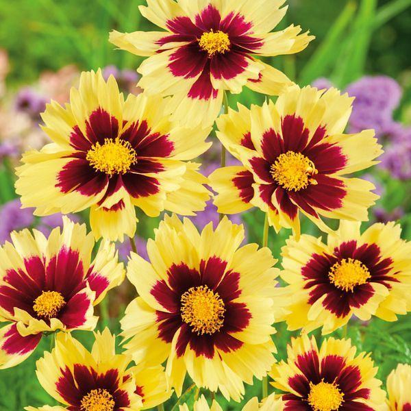 Coreopsis Grandiflora / Heliot / SADNICE