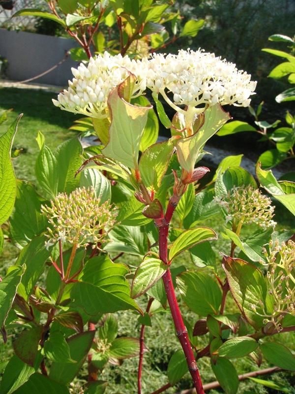 CORNUS ALBA SIBIRICA-ukrasni drijen žarkocrvene kore - AKCIJA -30 %