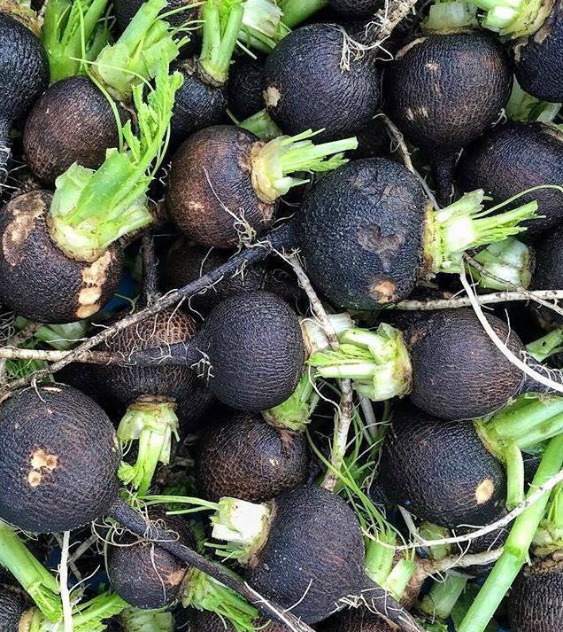 Rotkvica crna / Ljekovita / Domaće sjeme