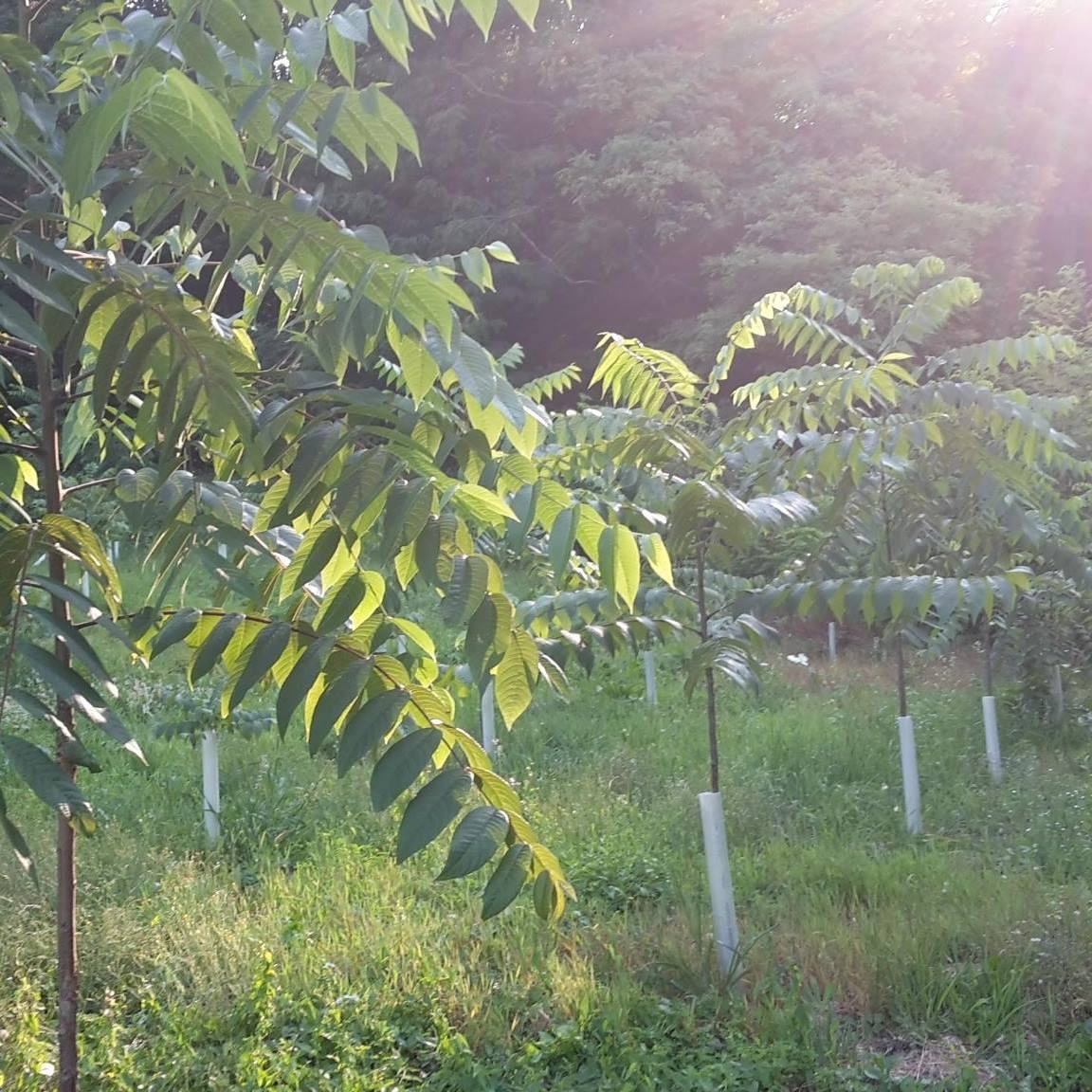 CRNI ORAH SADNICE U TEGLAMA Garancija na primitak