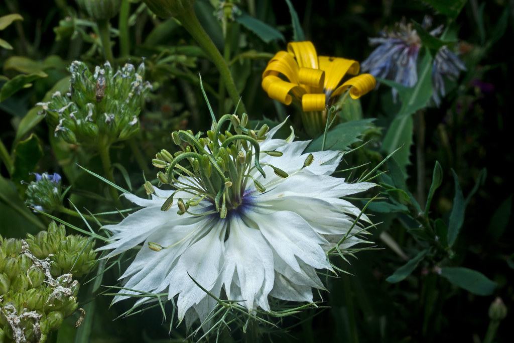 Crnjika / Nigella / Alba / Sjeme