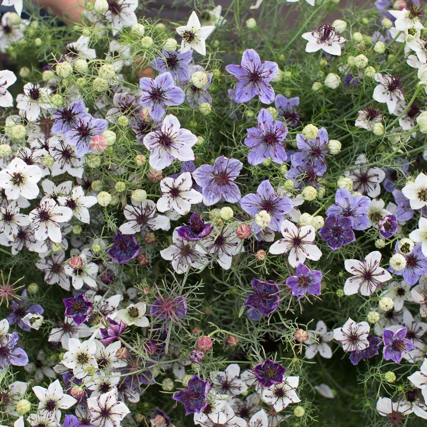 Crnjika / Nigella / Delft blue / Sjeme
