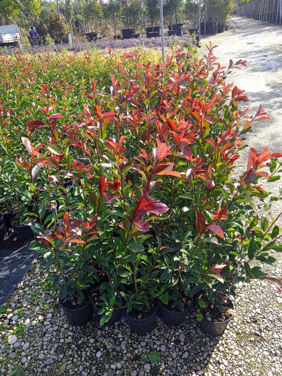 Fotinija Crvena lovor višnja živa ograda sadnice za crvenu živicu