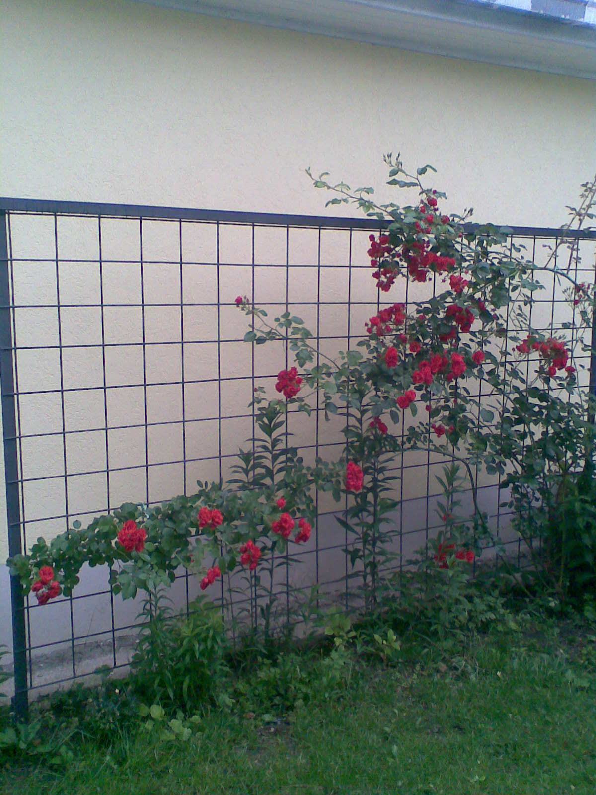 CRVENA RUŽA ---- PENJAČICA