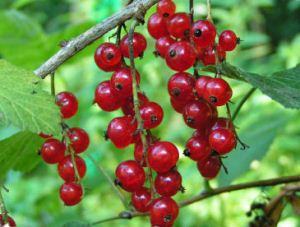 crveni i crni ribizl sadnice