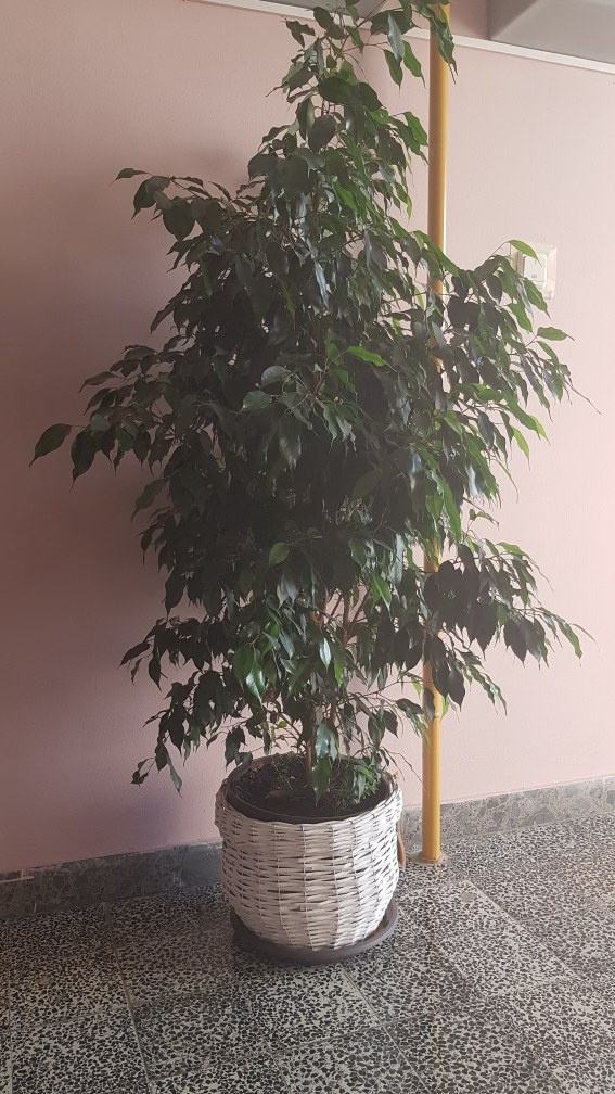 Cvijet Benjamin visok 140 cm