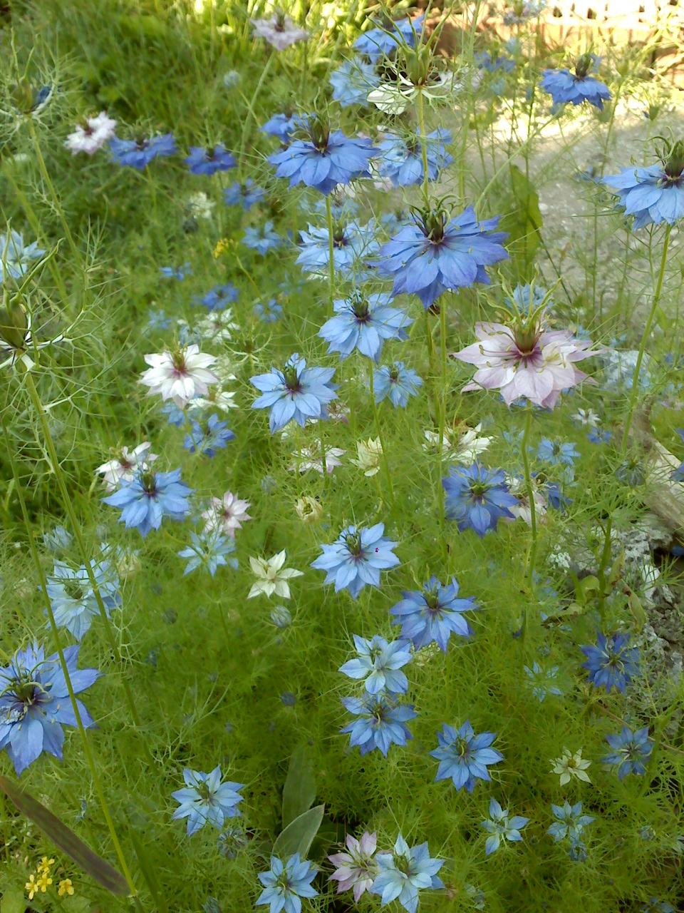 Damašćanska crnjika (Nigella damascena) - sjeme (sjemenke)