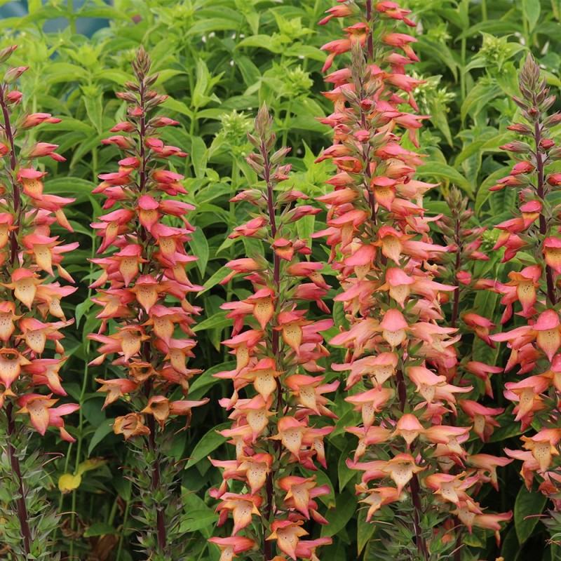 Digitalis Falcon Fire / SADNICE