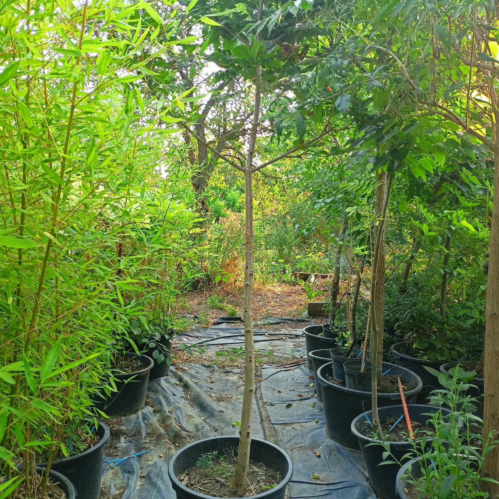 Divlji kesten - Aesculus hippocastanum sadnice