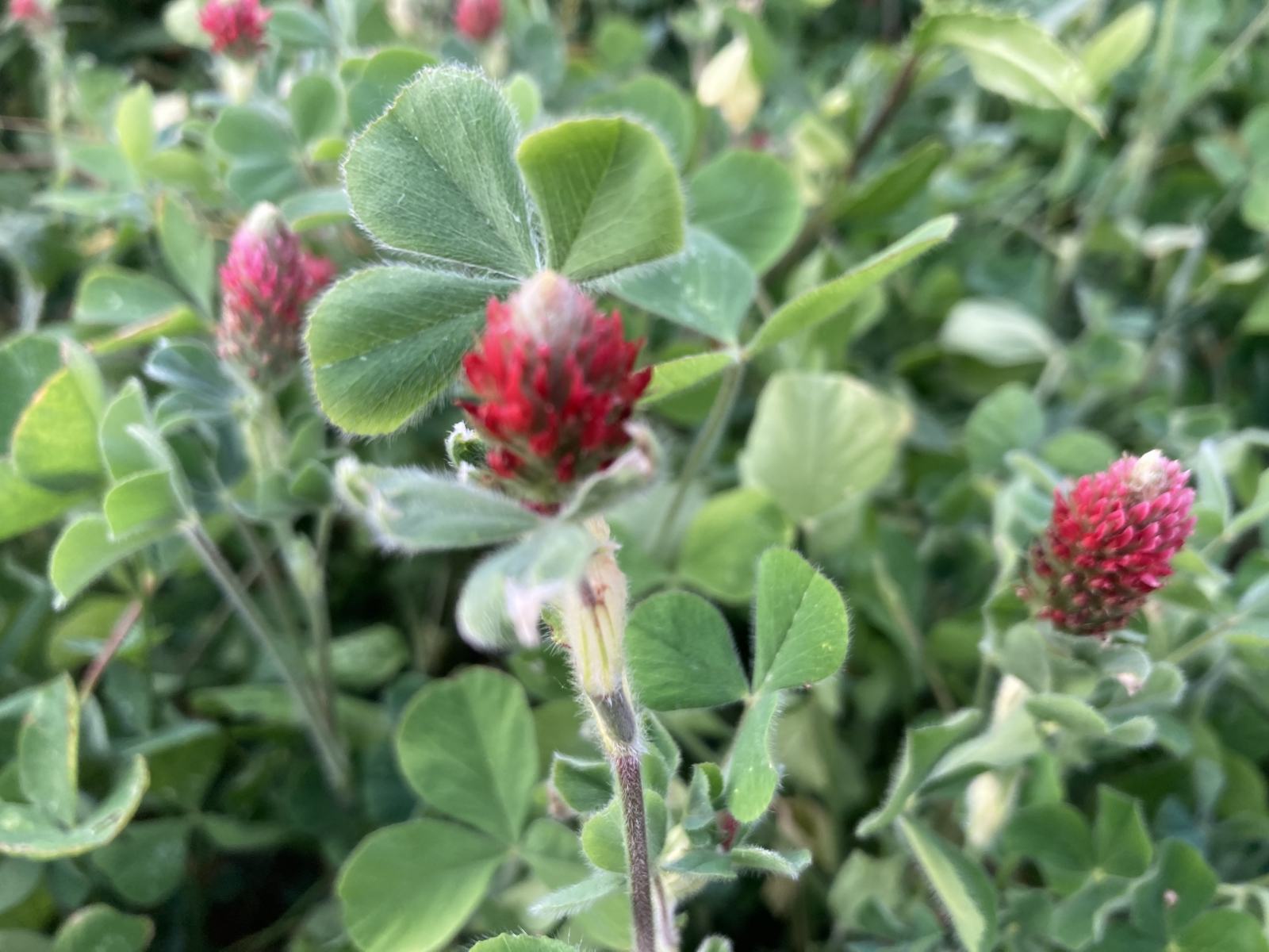 Djetelina inkarnatka