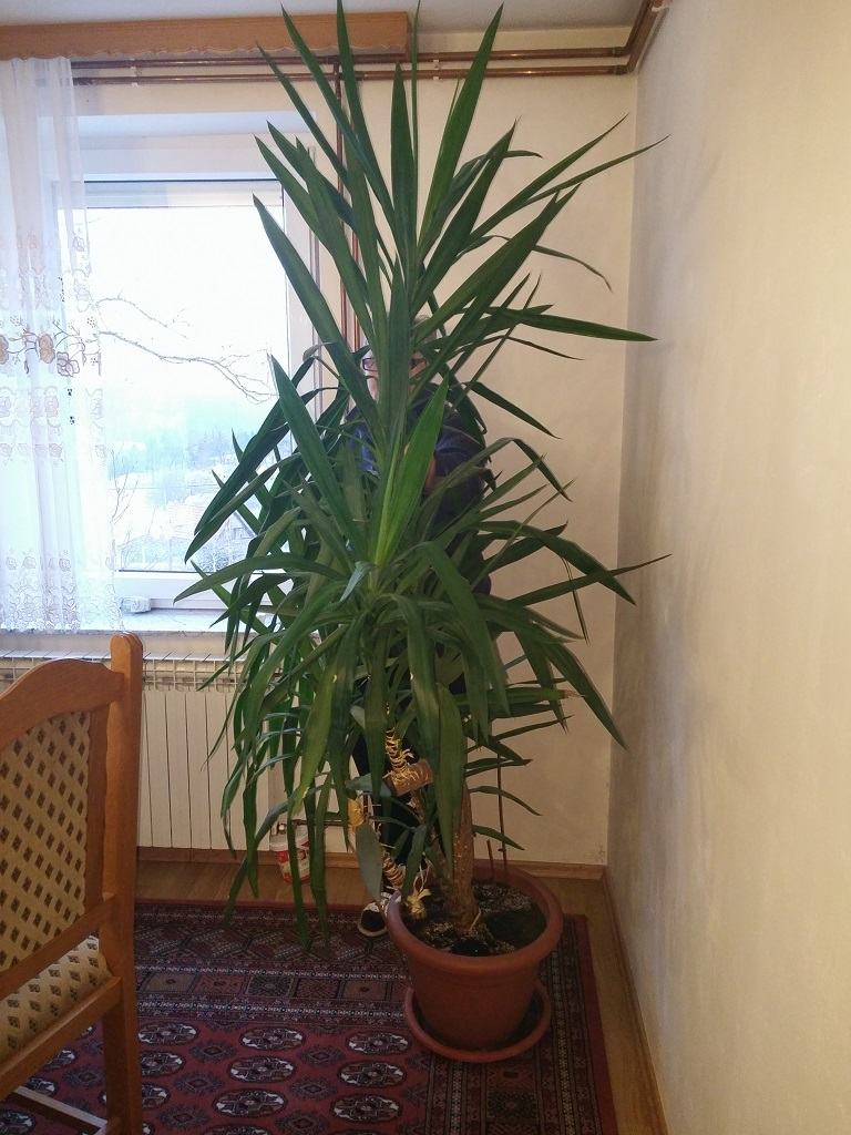 DRVO ŽIVOTA (JUKA)