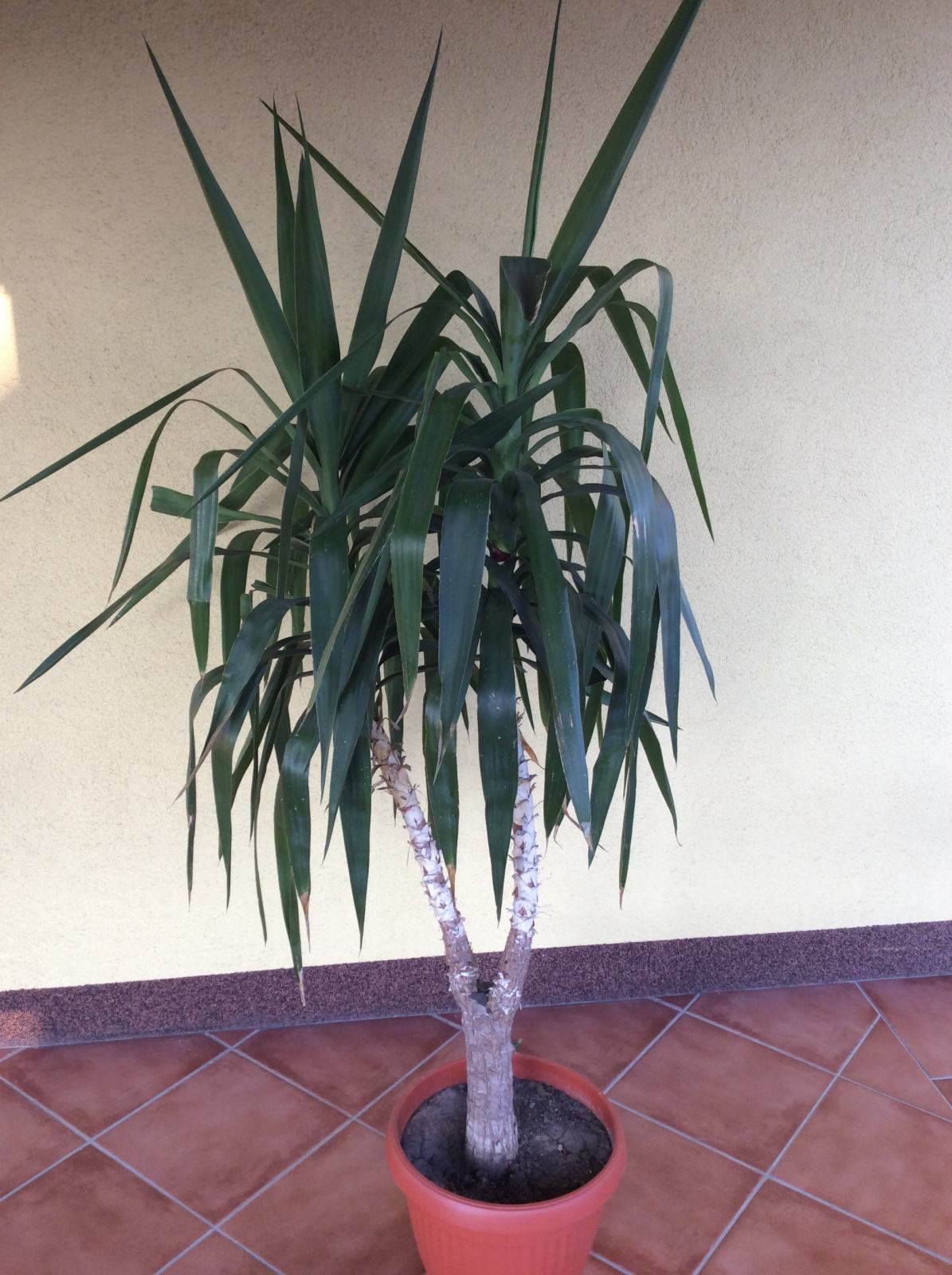 DRVO ŽIVOTA - JUKA - YUCCA