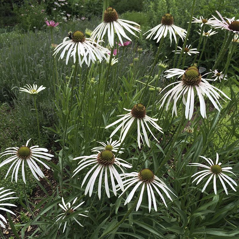 Echinacea / Hulla Dancer / SADNICE