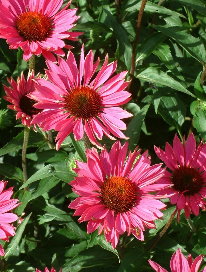 Echinacea Ruby Star / Sjeme