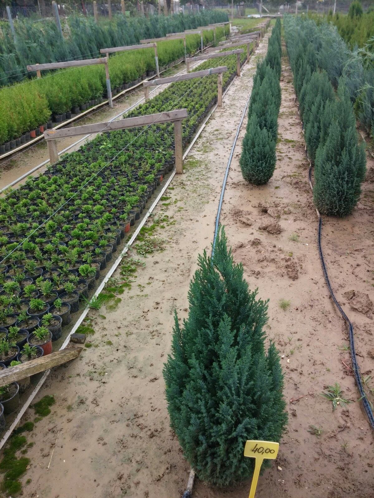 elvudi, columnaris i ostalo, čempresi, živice