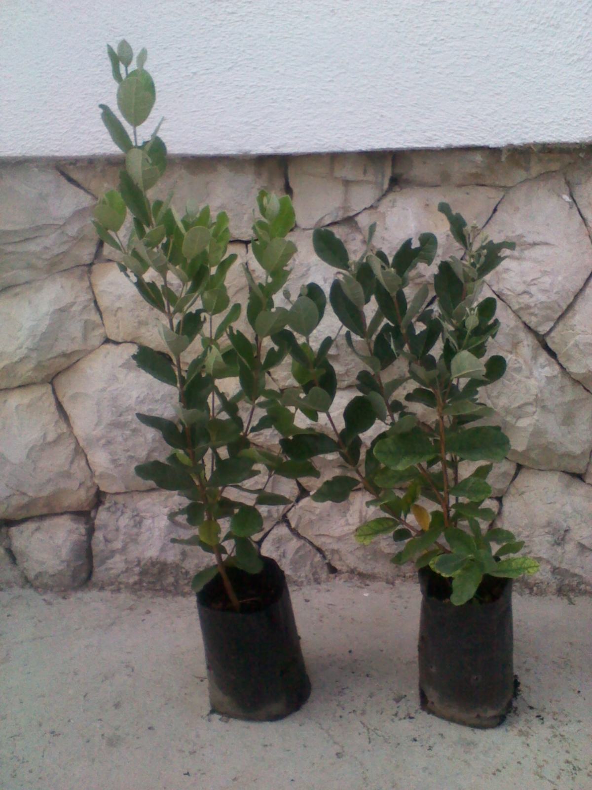 Feijoa Sellowiana /foja, fežoa/ domaći uzgoj na otvorenom