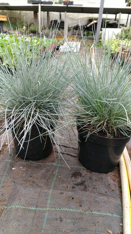 FESTUCA GLAUCA - Plava trava - Sadnica