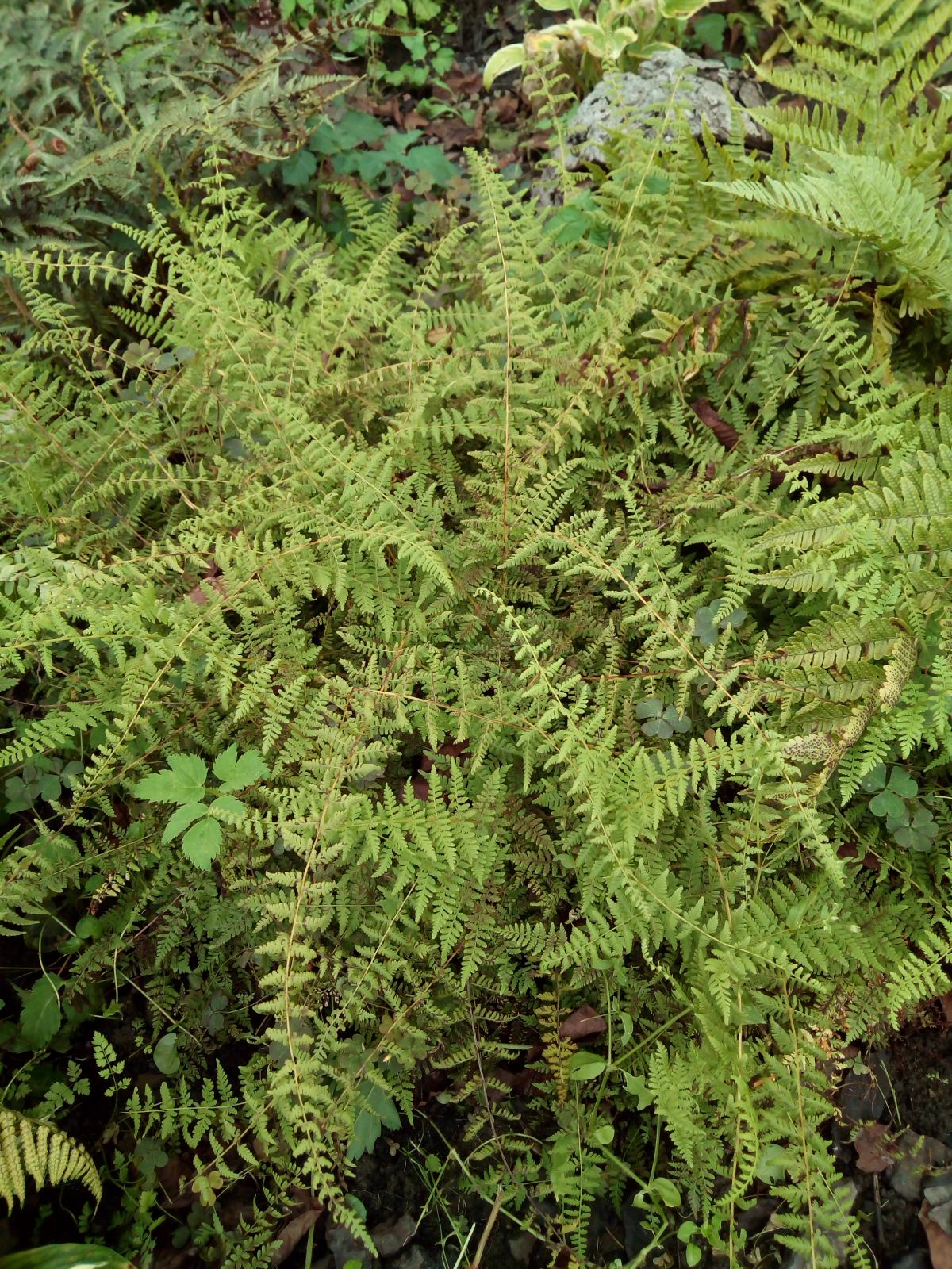 Filigranska paprat - sadnice