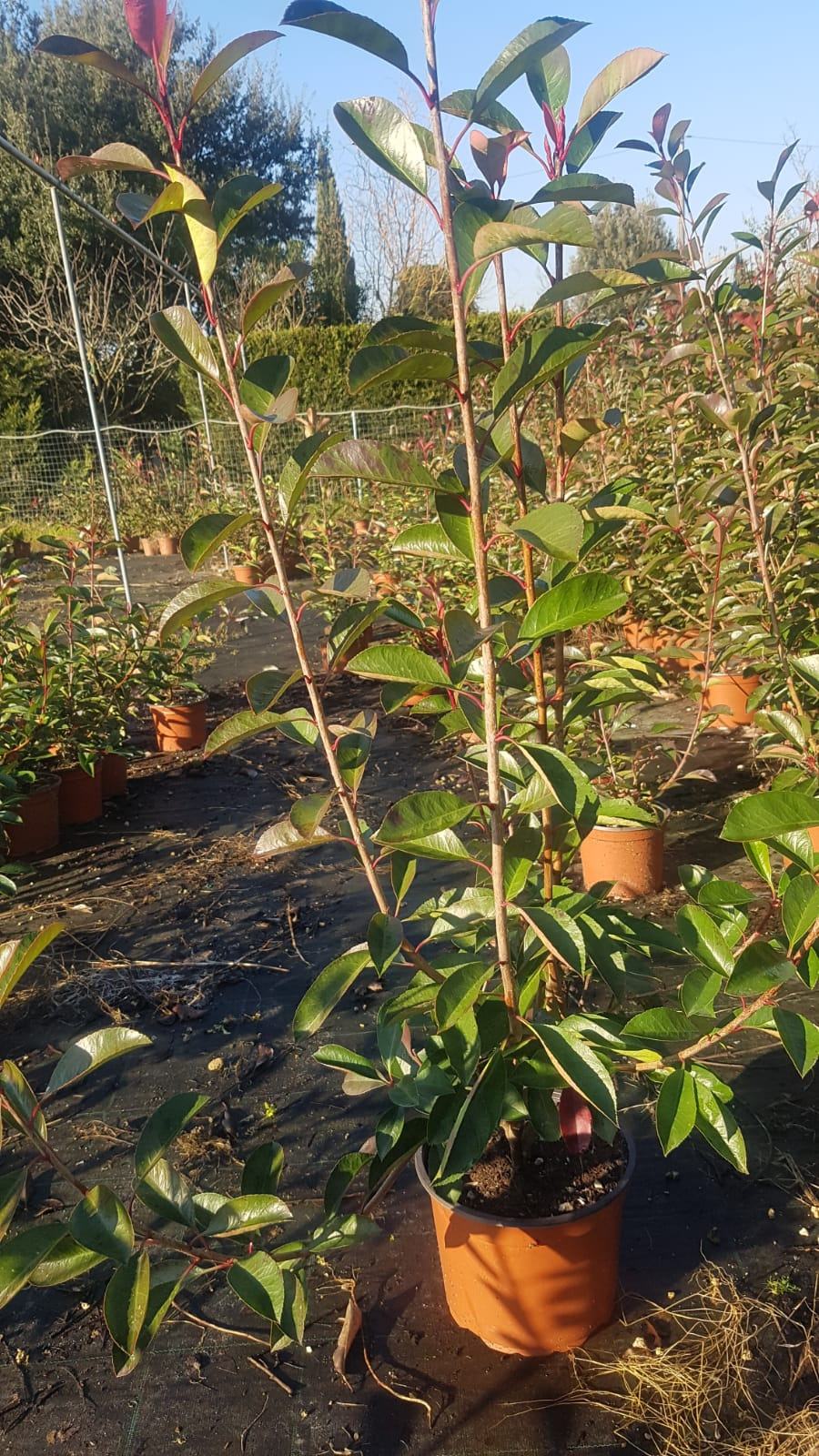 ŽIVA OGRADA Fotinija, Lovor višnja biljke za živicu 1m -2m moguća