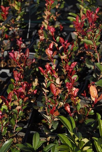 Fotinija Red Robin , živa ograda , Photinia , lovor višnja