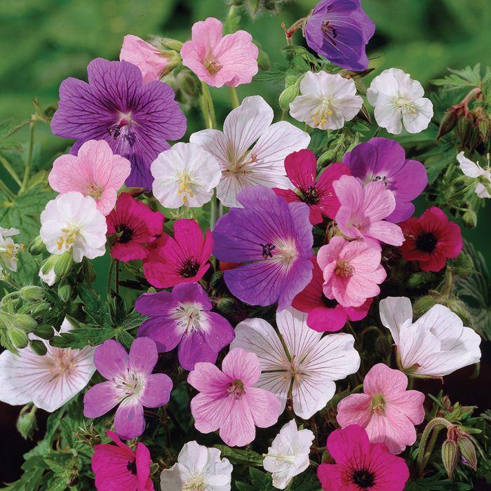 Geranium mix / Sjeme