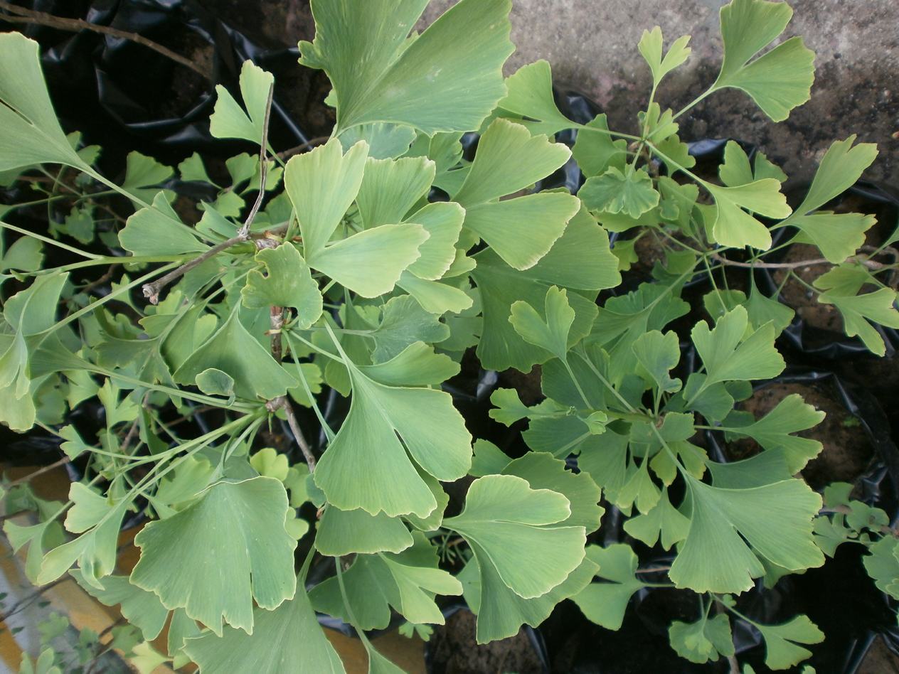 Ginko - vrhunske sadnice ljekovite biljke Ginkgo biloba